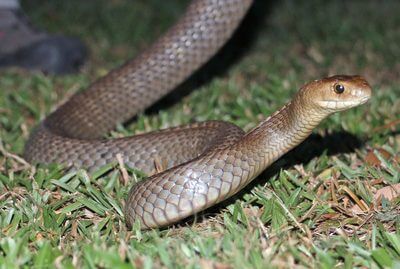 Snake ID - The Snake Catcher Identify Snakes On The Sunshine Coast