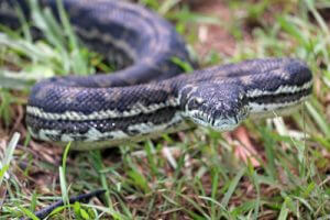 Coastal Carpet Python - Snake Portfolio - The Snake Catcher - 24/7