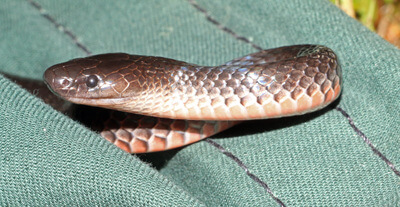 Eastern Small-Eyed Snake - The Snake Catcher