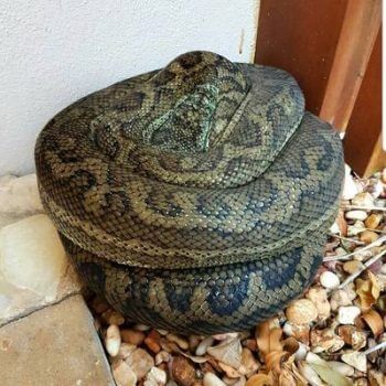 Coastal Carpet Python - Snake Portfolio - The Snake Catcher - 24/7