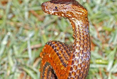 Snake ID - The Snake Catcher Identify Snakes On The Sunshine Coast