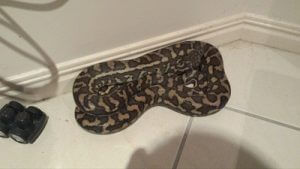 Coastal Carpet Python - Snake Portfolio - The Snake Catcher - 24/7
