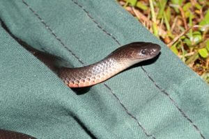 Eastern Small-Eyed Snake - Snake Profile - The Snake Catcher - 24/7