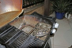 Coastal Carpet Python - Snake Portfolio - The Snake Catcher - 24/7