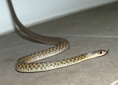 Keelback Snake - The Snake Catcher