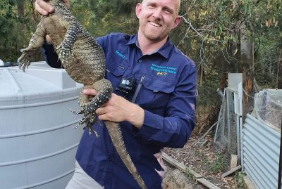 Snake ID - The Snake Catcher Identify Snakes On The Sunshine Coast