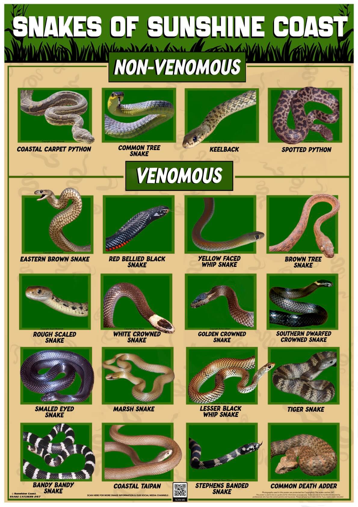 Sunshine Coast Snake Identification Poster (Size A2)